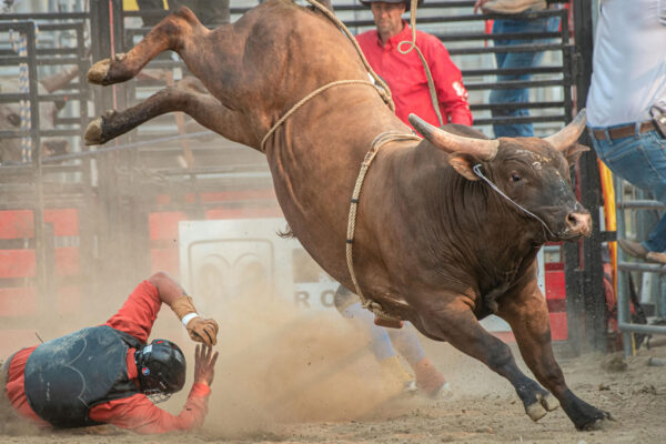 Bronc and Bull Riding in the USA: Passion, Tradition, and Adrenaline in ...